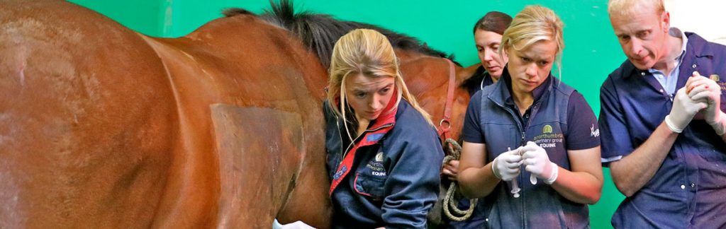 Equine team - Alnorthumbria Veterinary Group