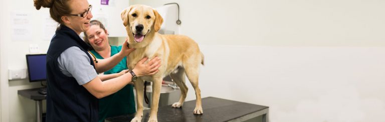 vet-with-labrador-alnorthumbria-vets