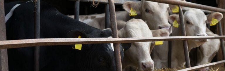 Dystocia In Cattle Alnorthumbria Veterinary Group